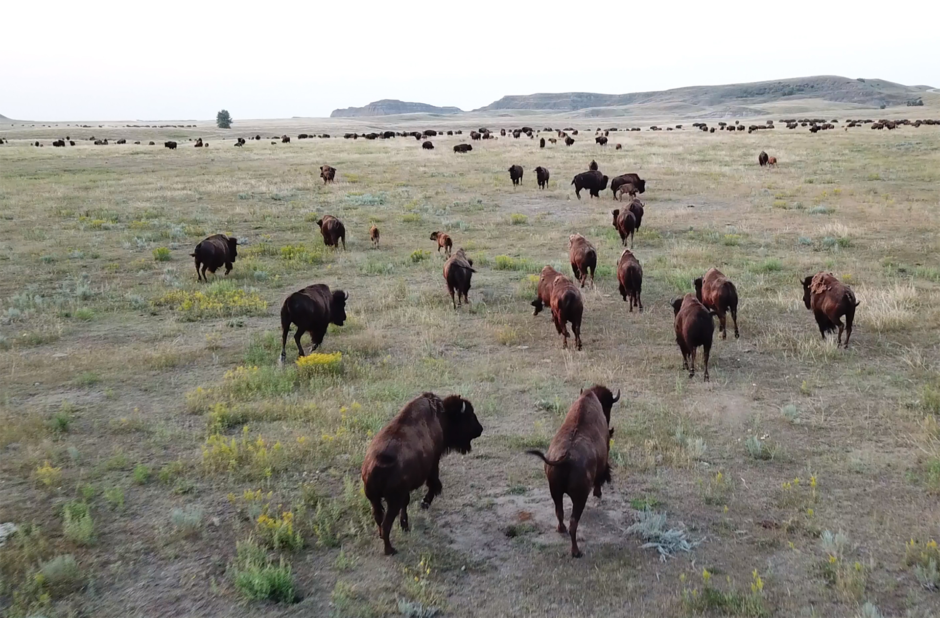 - North Dakota Native Vote